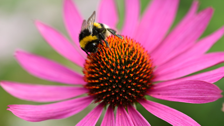 17 types of bees ranked by danger that you might see in your yard