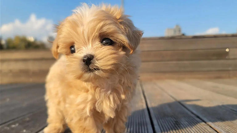 Planning to be a pet parent? These are the 5 best pets one can keep in ...
