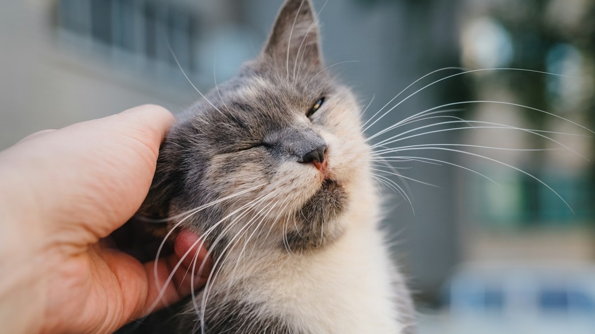 12 strange things cats love that almost no one notices