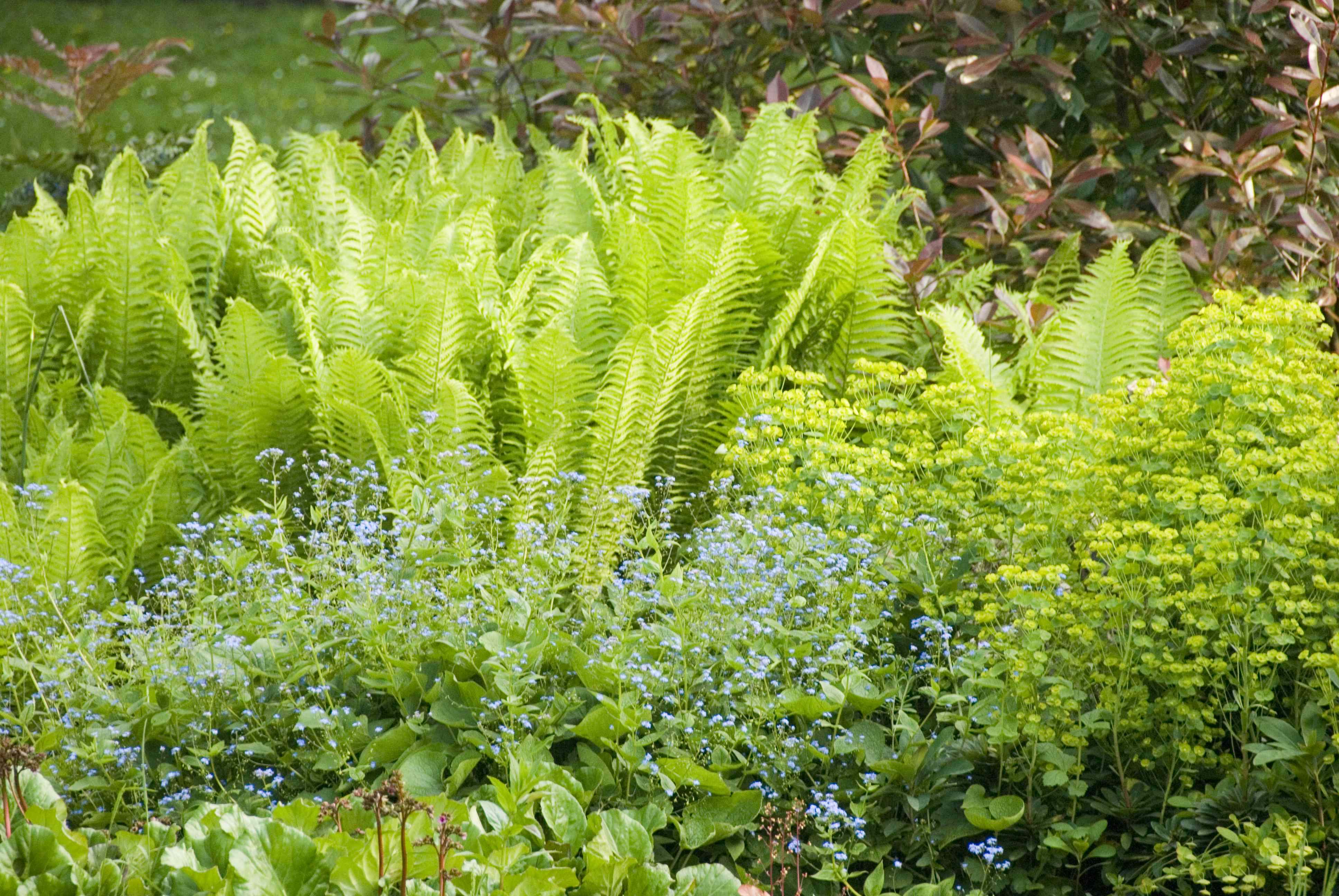 8 fast-growing groundcover plants a garden pro recommends for quick ...