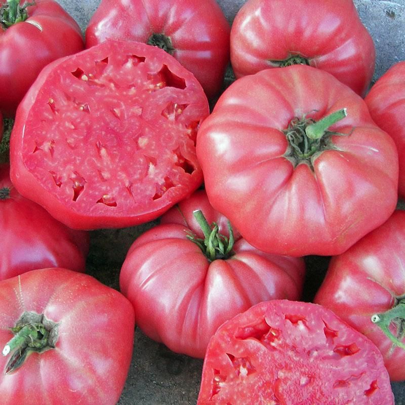 16 tomato varieties that shine from garden bed to plate