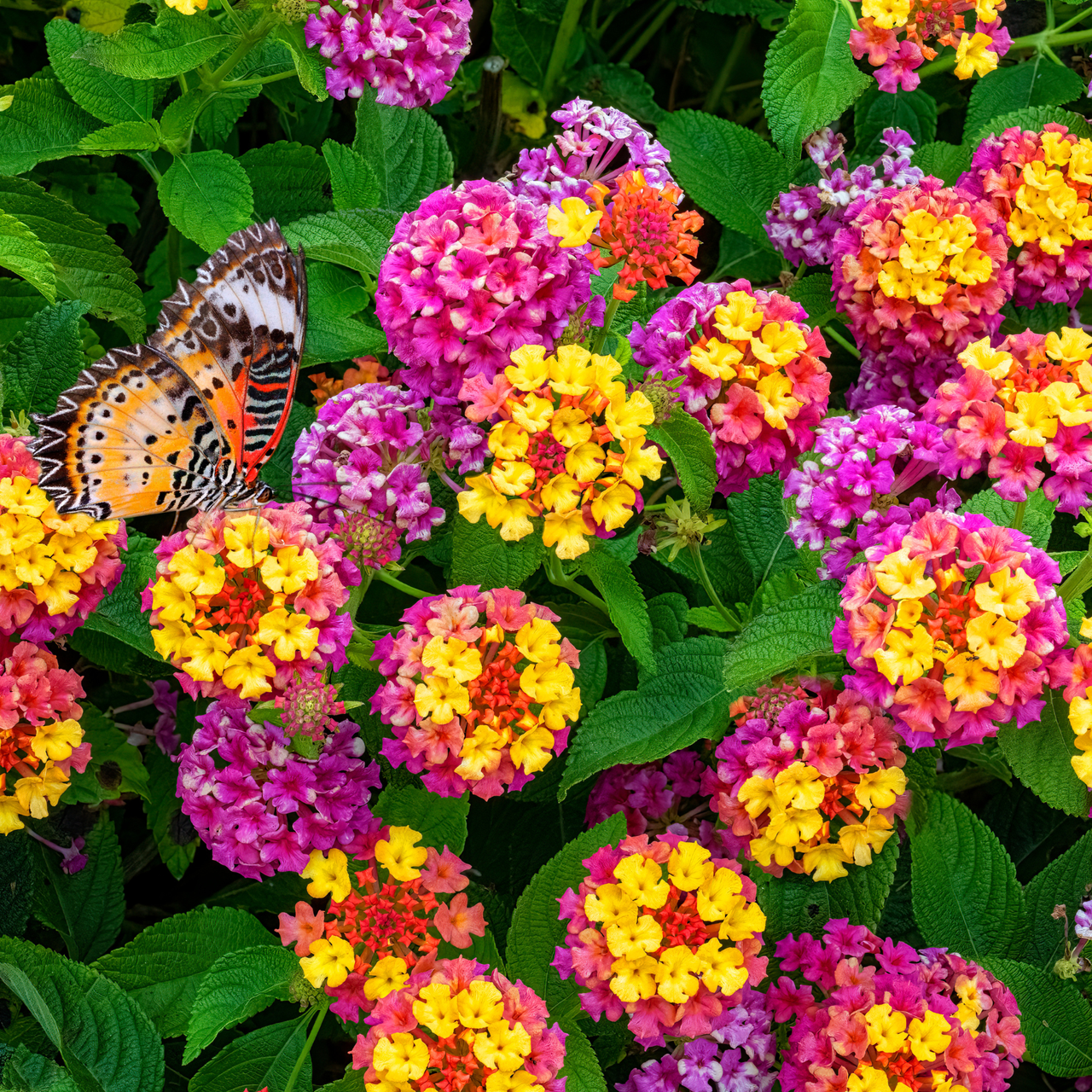 Every container garden needs a plant that thrives on neglect – here are ...