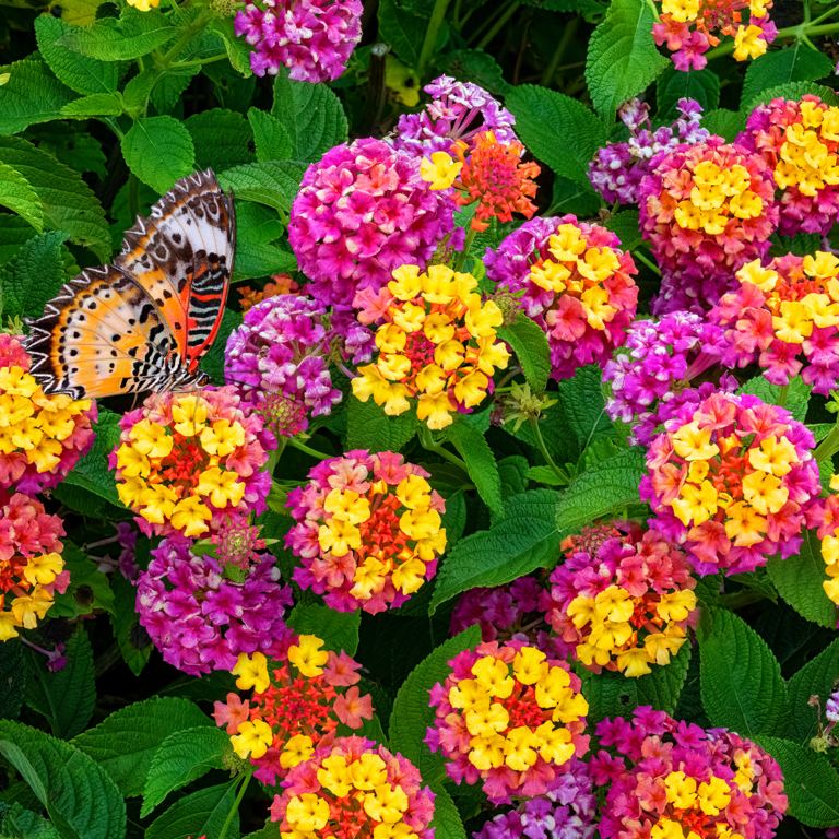 Every container garden needs a plant that thrives on neglect – here are ...