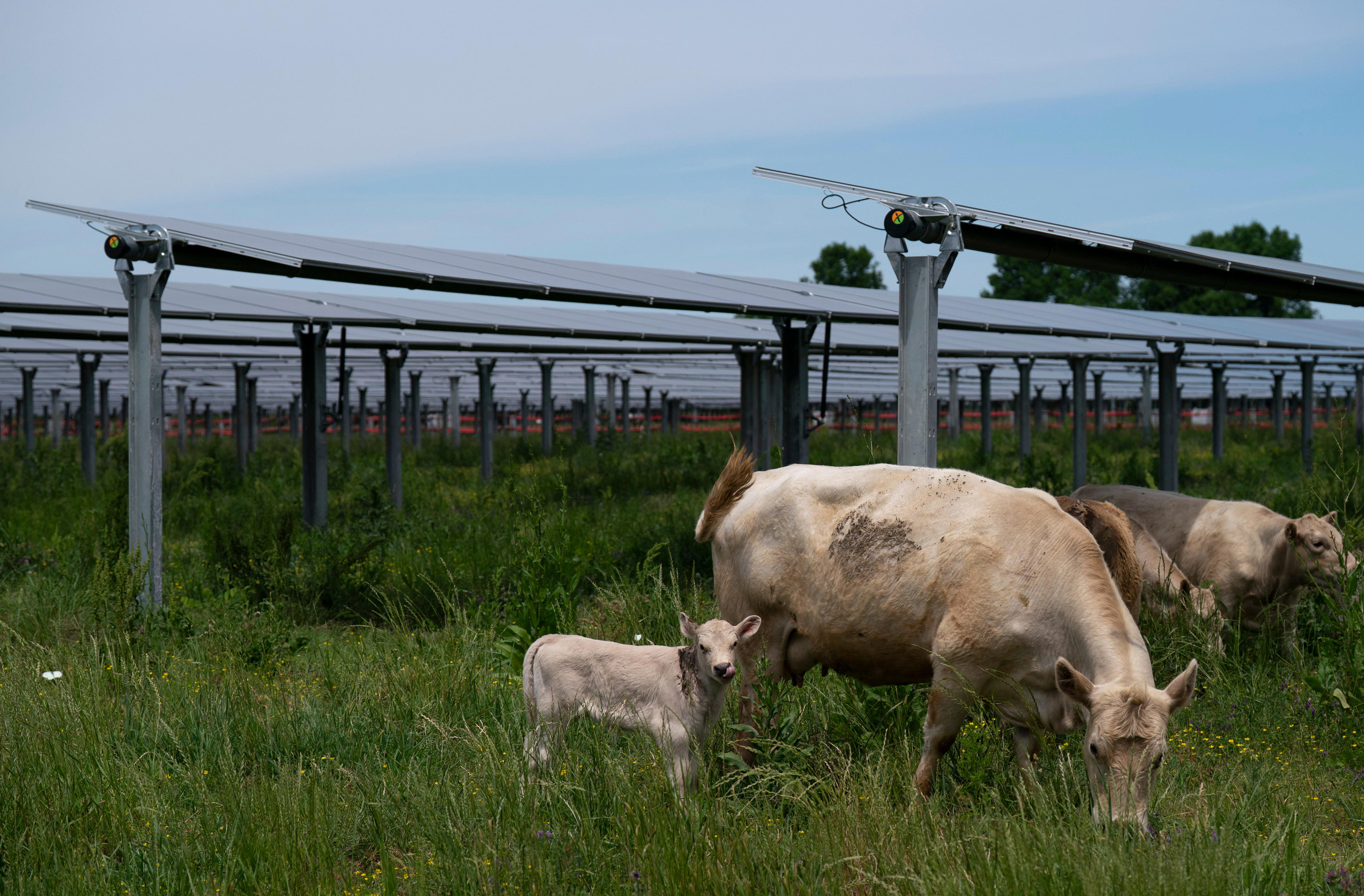 World's first solar farm plus cattle ranch debuts in Tennessee
