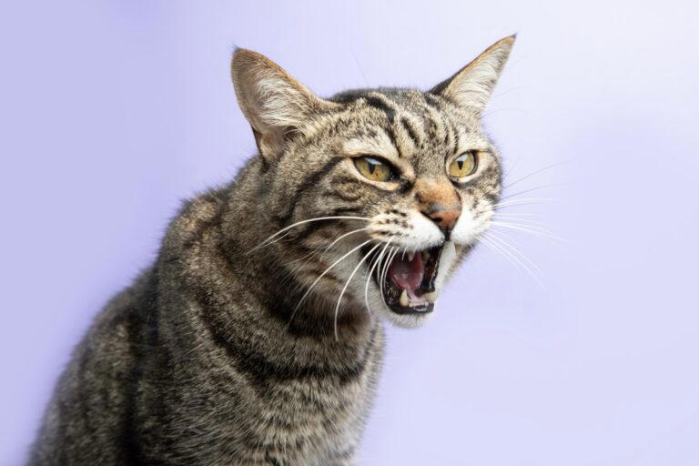 Cat goes full threat-mode over owner's cat-shaped slippers