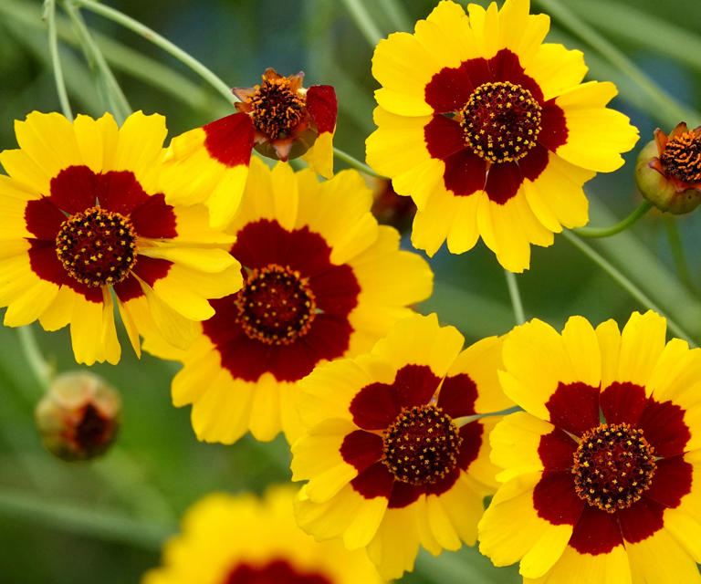 Every container garden needs a plant that thrives on neglect – here are ...