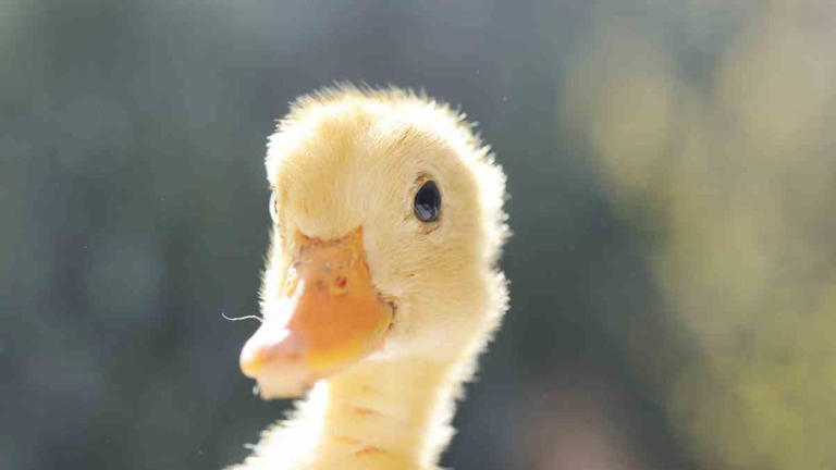 Todo lo que necesitas saber para tener un pato como mascota en casa