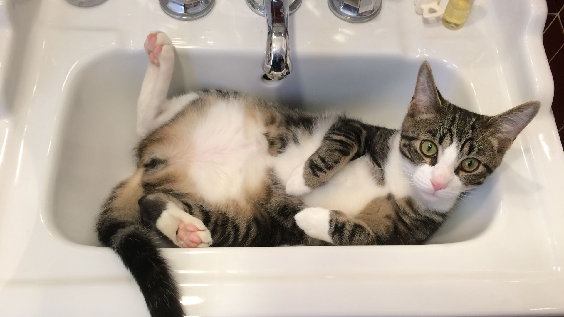 Weird cat behaviors that you’re worried about
