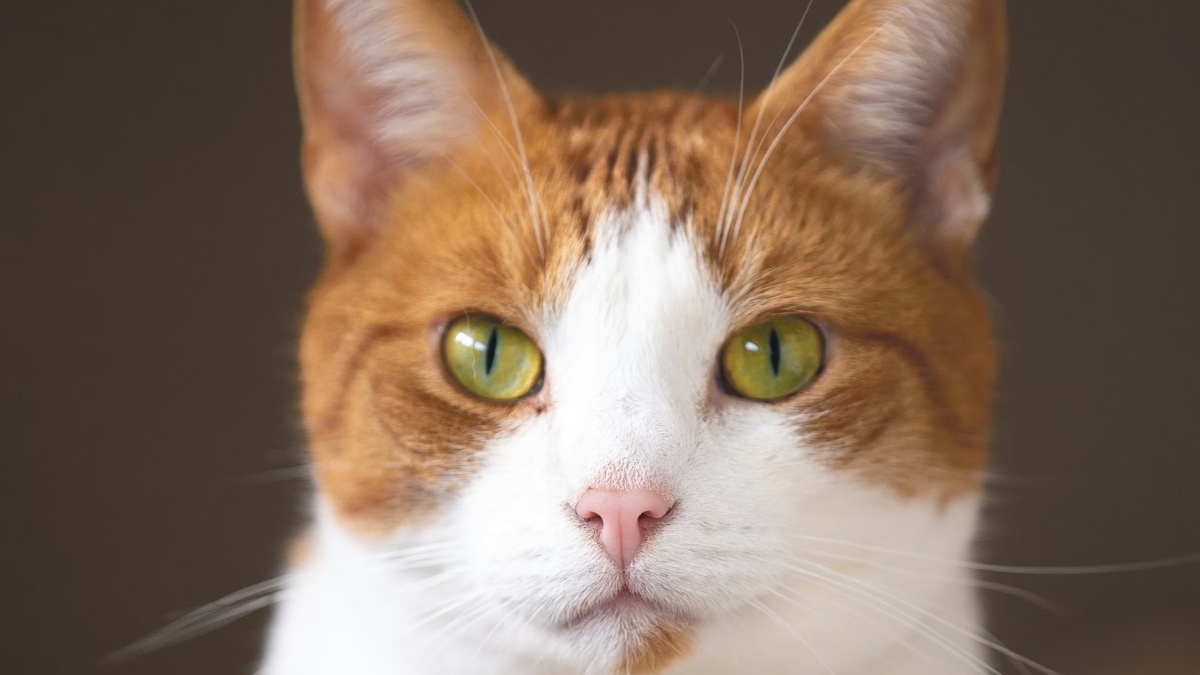 12 strange things cats love that almost no one notices