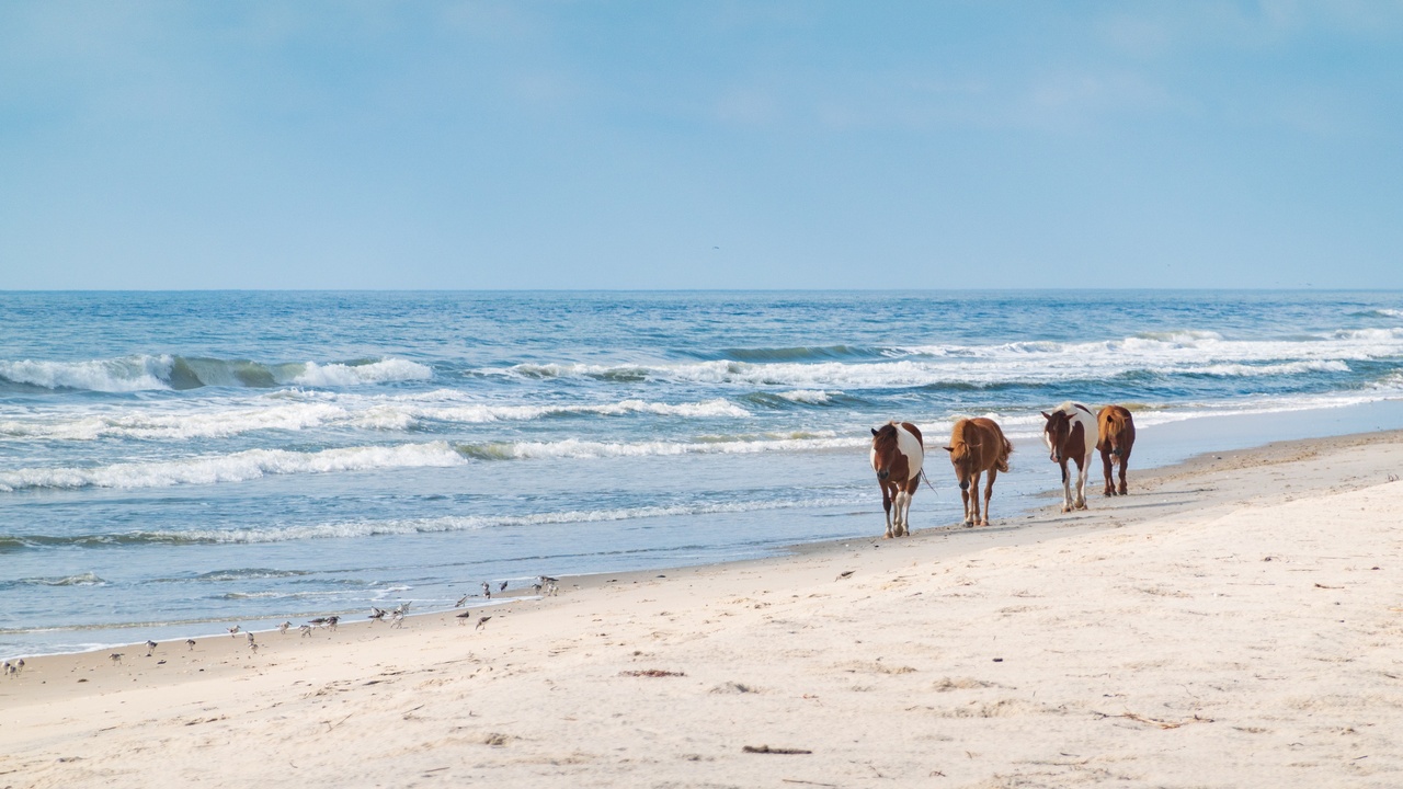 Wild horses walk right through Maryland’s only ocean beach and have for ...