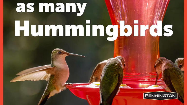 Shoppers 'couldn't be more satisfied' with Sam's Club's $20 hummingbird ...