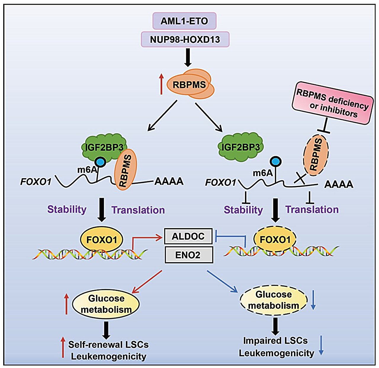 Role of RNA binding protein with multiple splicing in acute myeloid ...