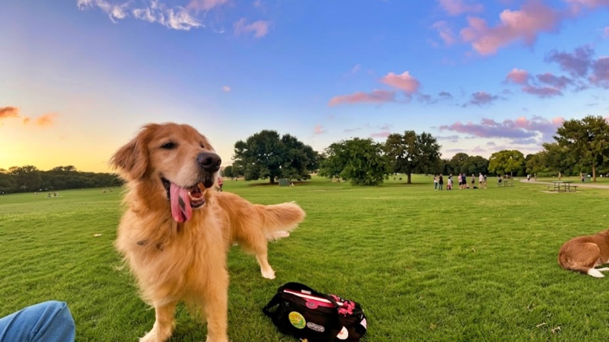 15 dog breeds that may be more prone to separation anxiety, according ...