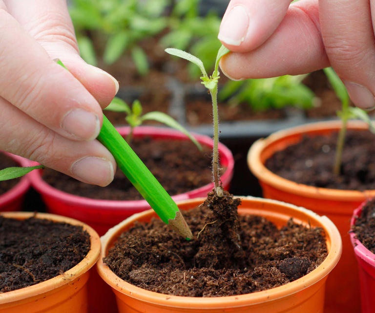 What to do if you sow too many seeds in one area, according to ...