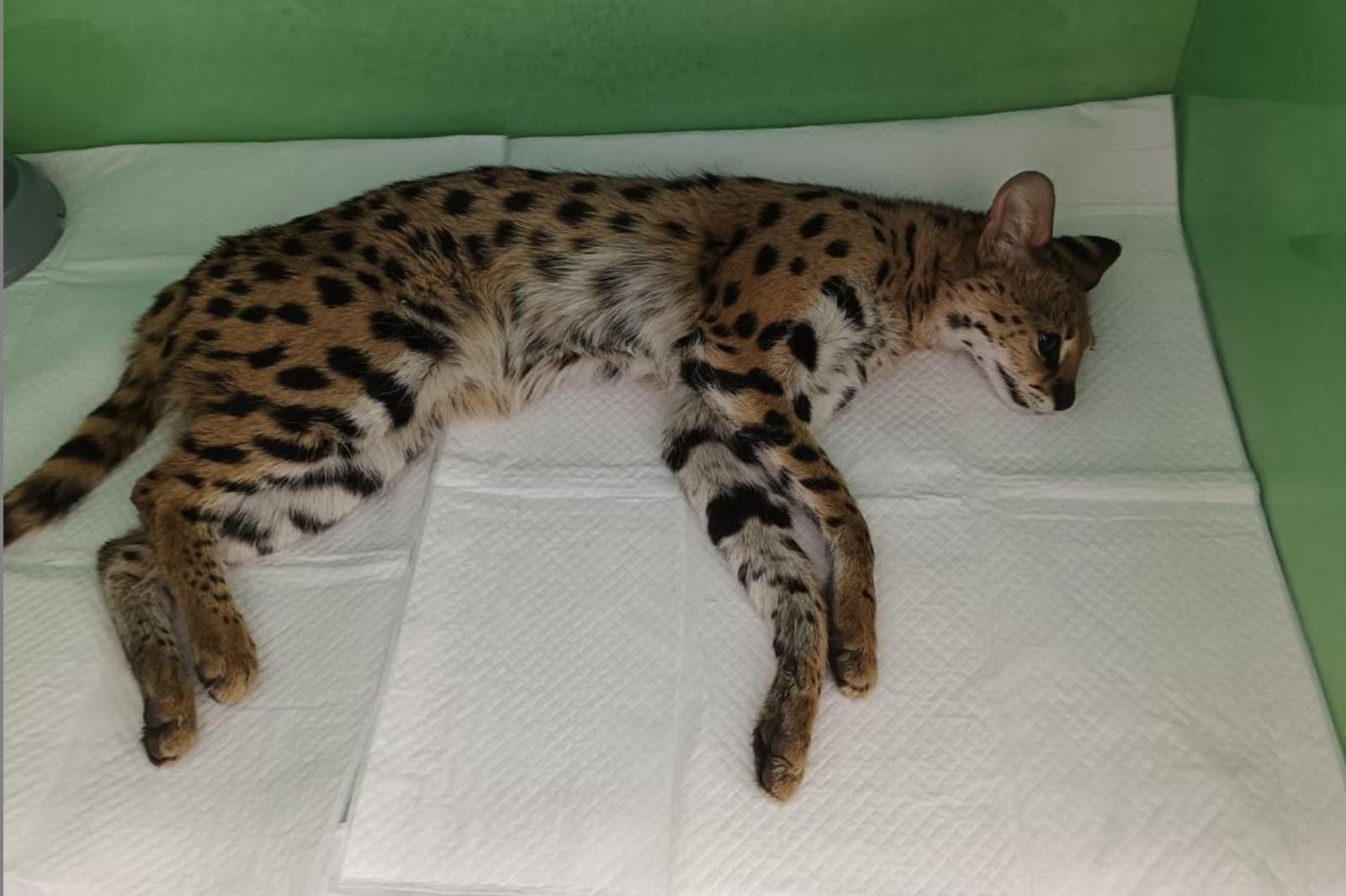 Un pericoloso gattopardo africano passeggiava indisturbato nei parchi ...