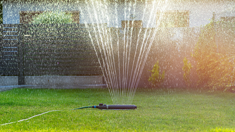 Mistakes everyone makes when watering their lawn
