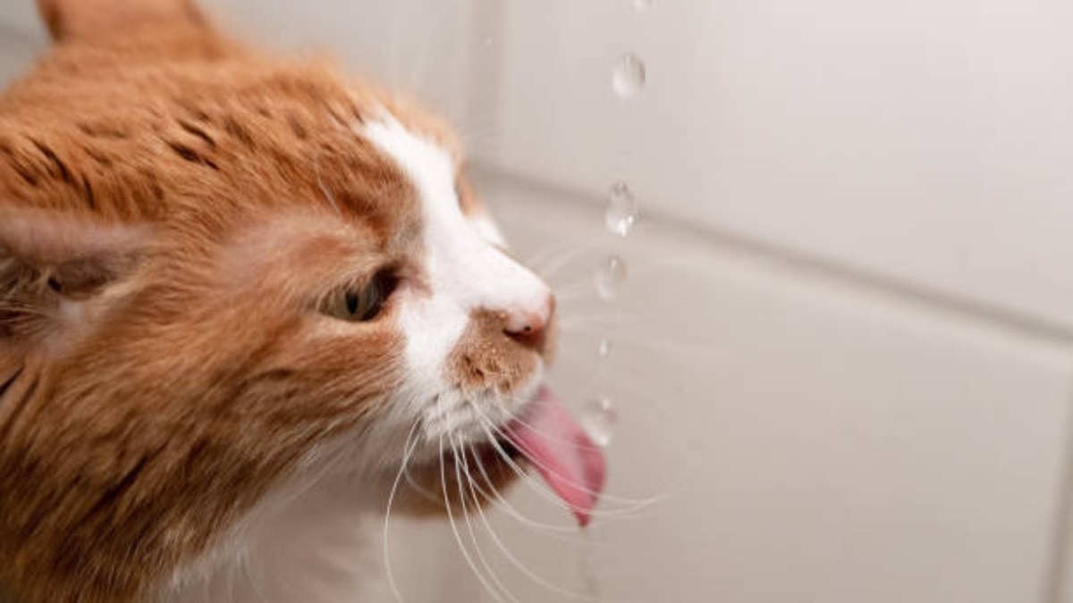 Summer is hell for stray cats: 10 threats you're ignoring that could ...