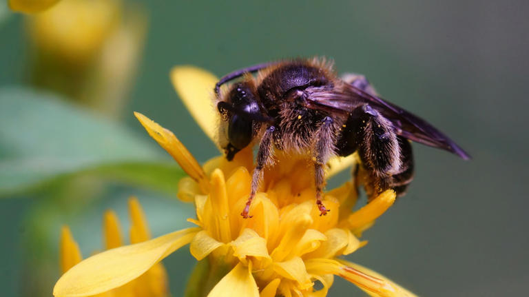 17 types of bees ranked by danger that you might see in your yard