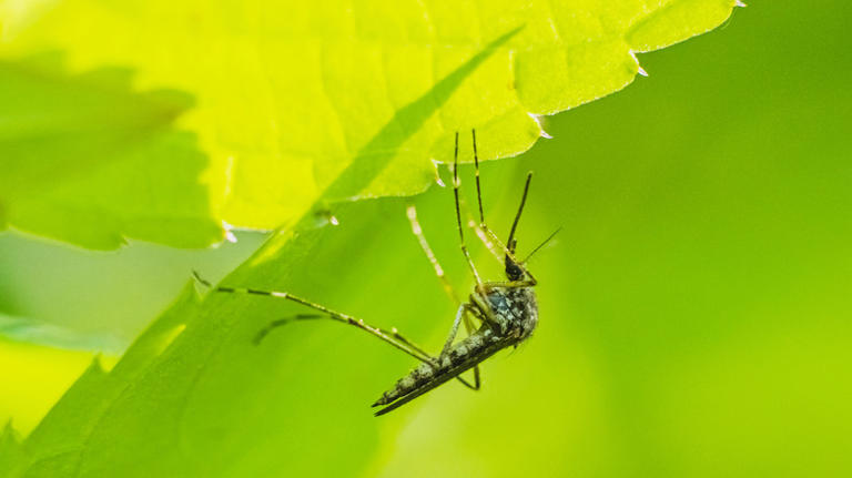 11 invasive pests homeowners & gardeners are seeing everywhere in 2026