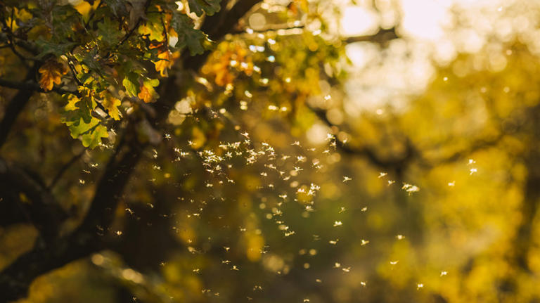 11 invasive pests homeowners & gardeners are seeing everywhere in 2026