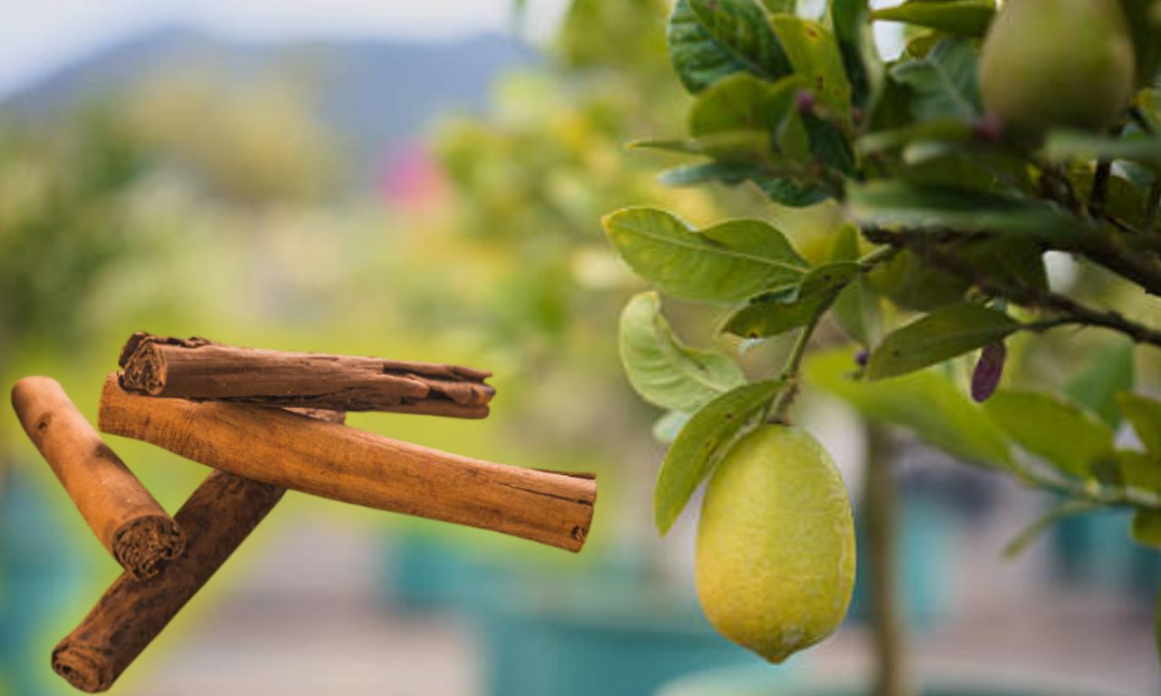 Cómo utilizar la canela para que tu limonero estalle de frutos en mayo