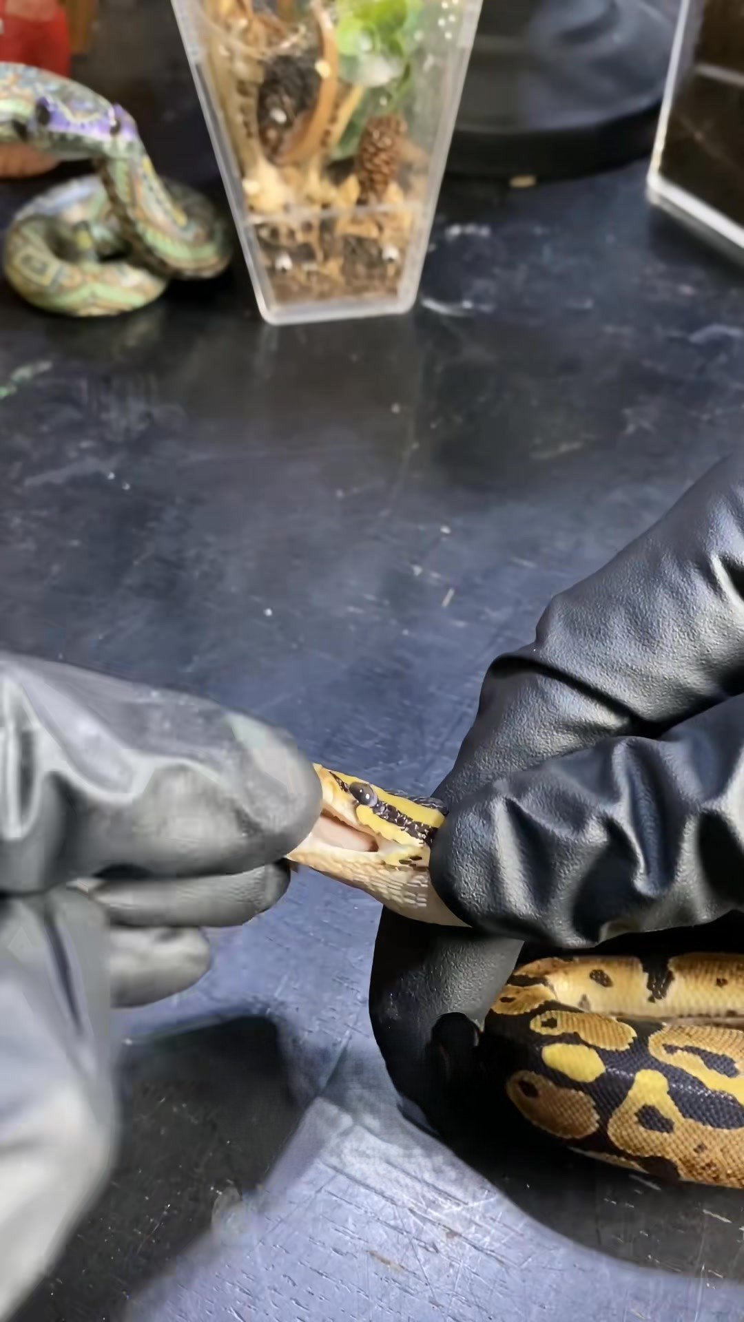 A quiet moment at the Molinaro Snake Lab