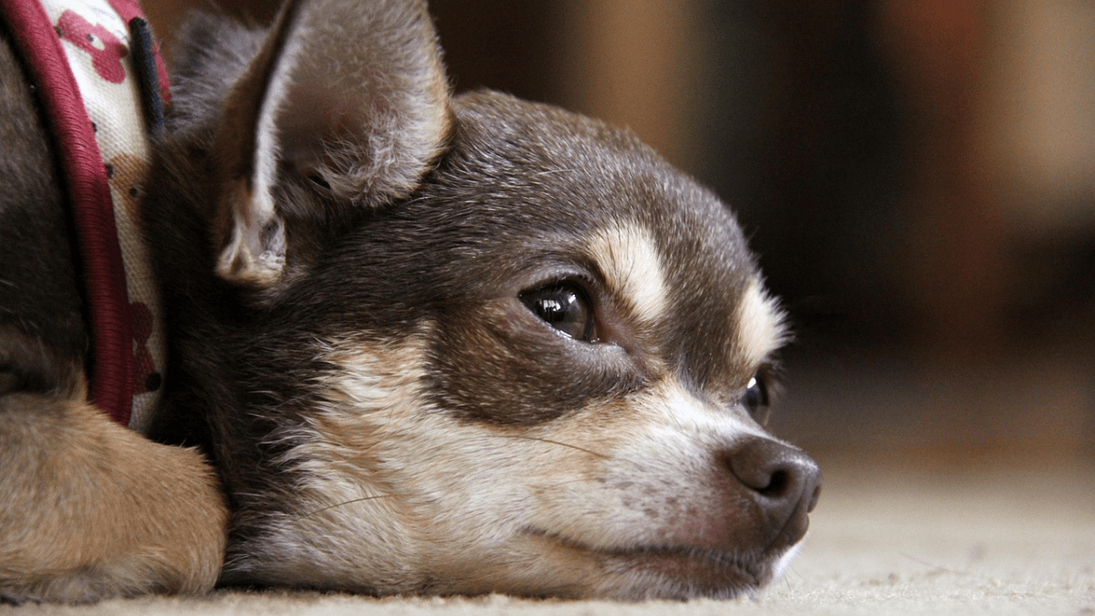 9 signs your dog might be depressed, according to veterinarians