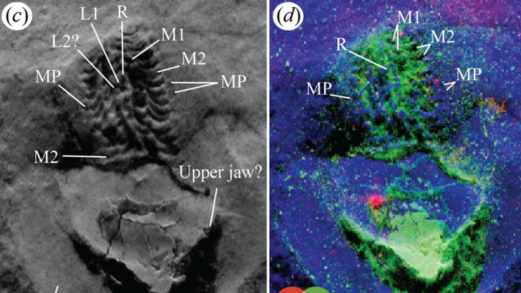 Scientists thought this was the world’s oldest octopus, but new ...