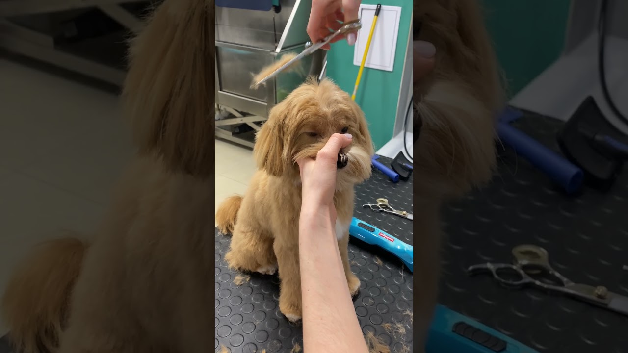 From shaggy to chic: Adorable small dog grooming makeover!