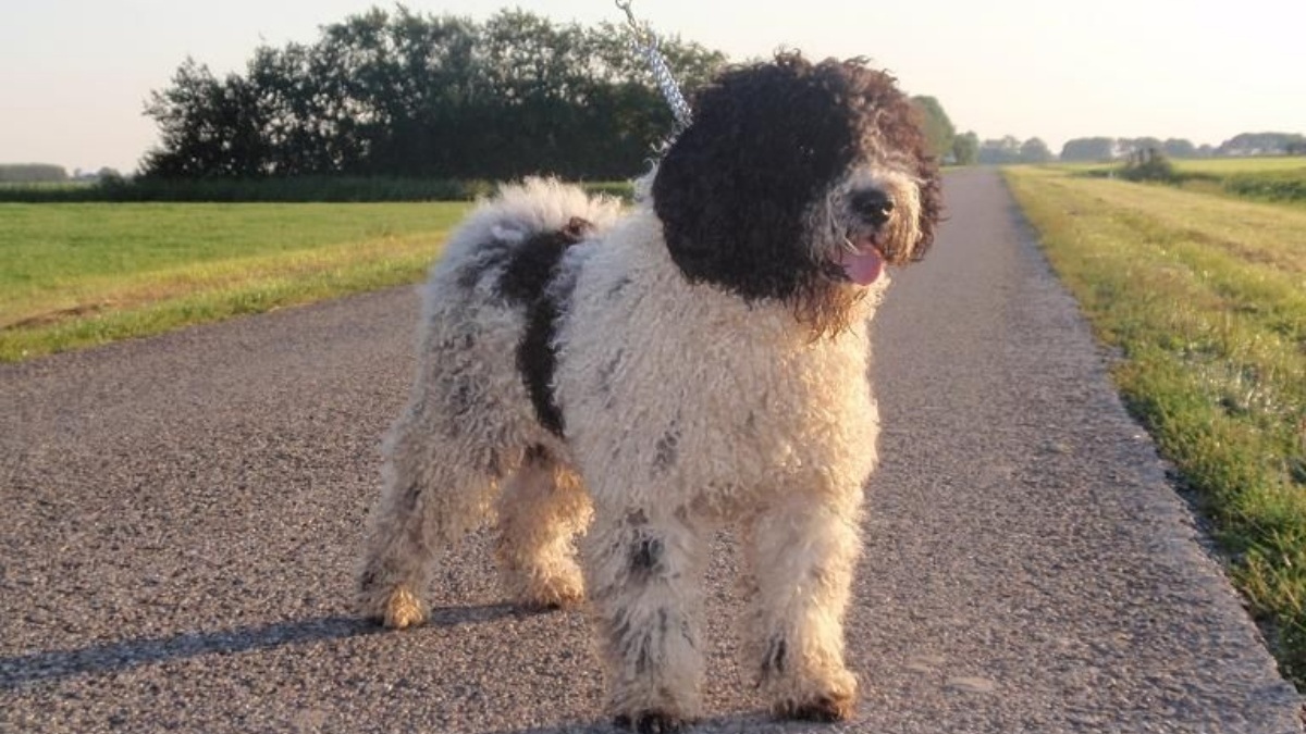 10 dog breeds that may be more fearful than others, experts explain