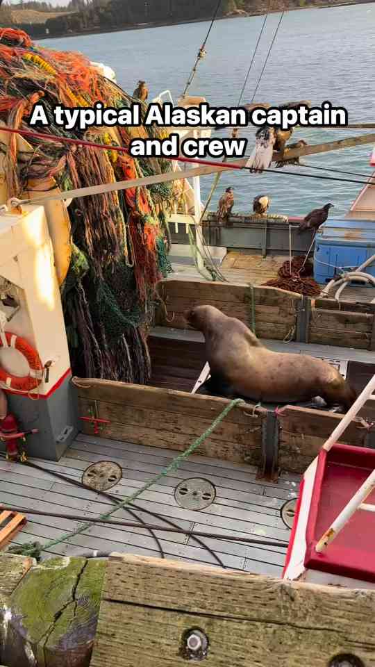Sunset cruise turns funny when the captain loses patience