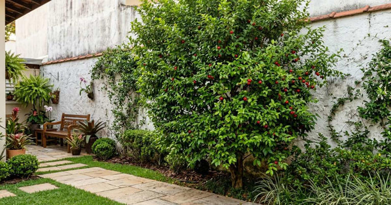 As 3 árvores ideais para plantar perto de muros: crescem rápido e ...