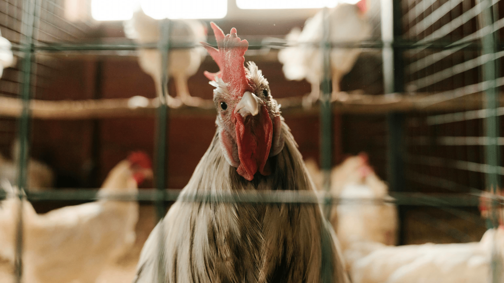 CDC warns of multistate salmonella outbreak linked to backyard chickens