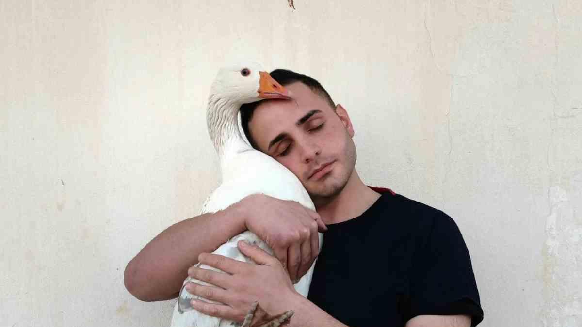 Todo lo que necesitas saber para tener un pato como mascota en casa