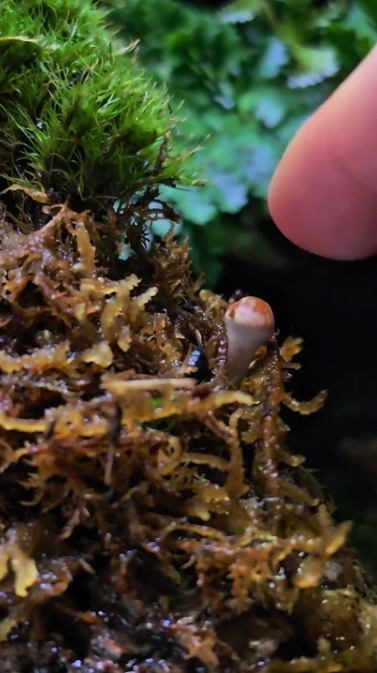 Is this actually good for plants?