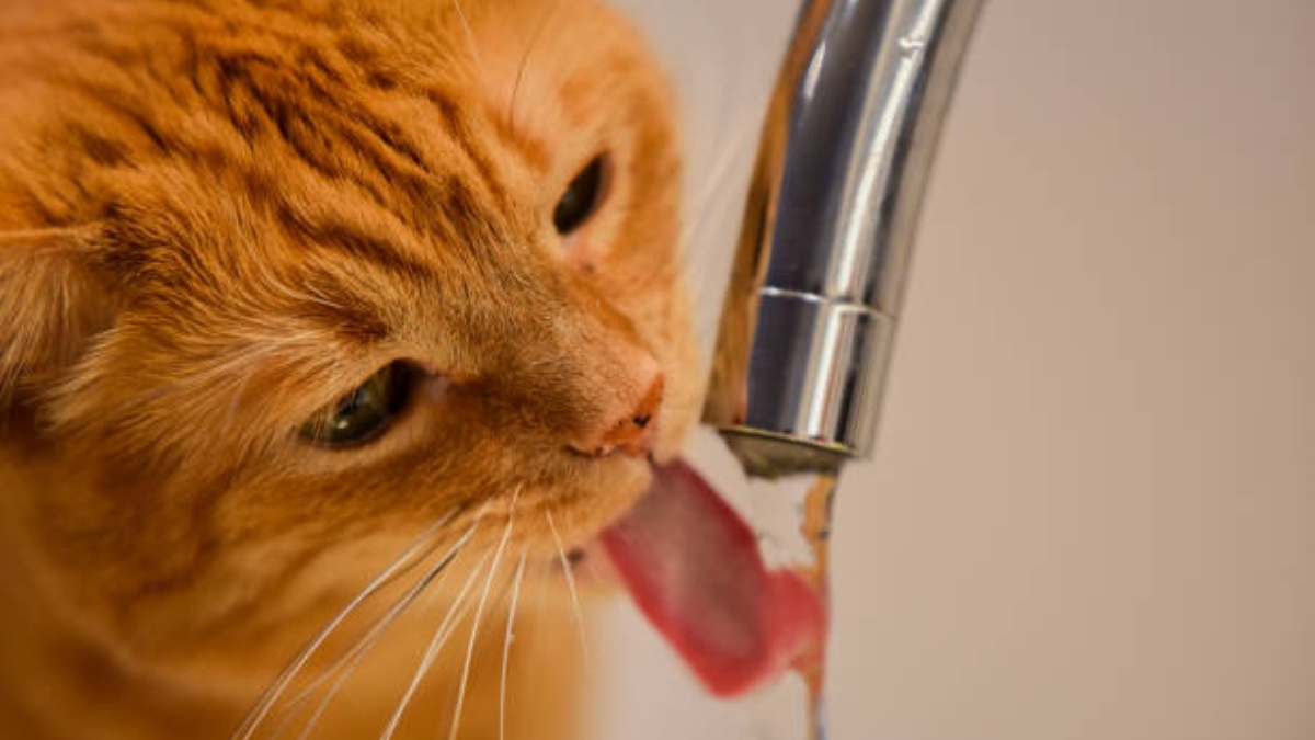 Summer is hell for stray cats: 10 threats you're ignoring that could ...