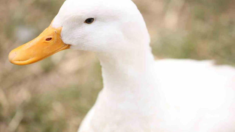 Todo lo que necesitas saber para tener un pato como mascota en casa