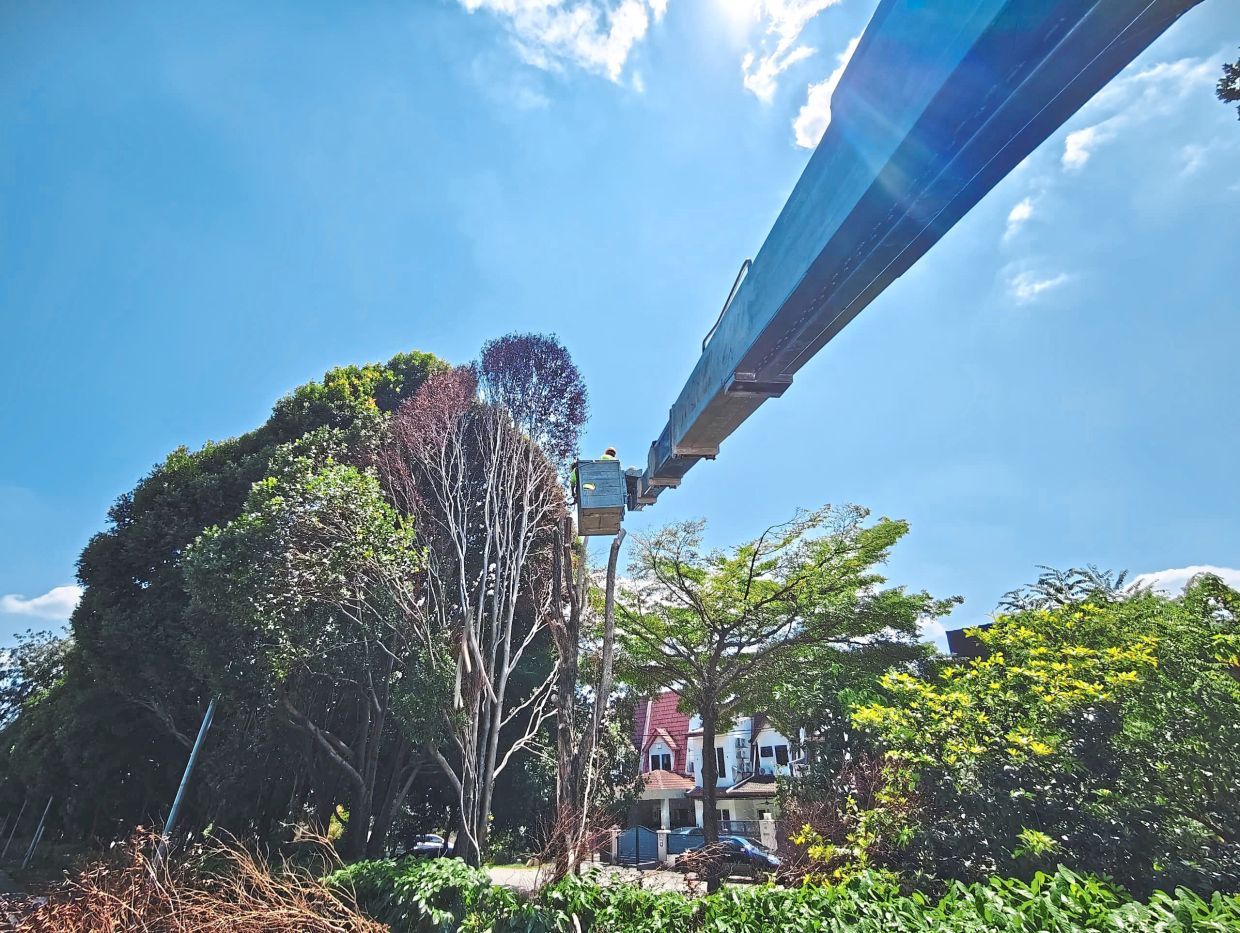 MBSJ blitz on high-risk trees