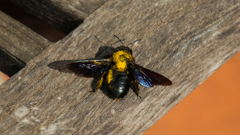 Keep carpenter bees away from your deck or porch with clever nesting ...