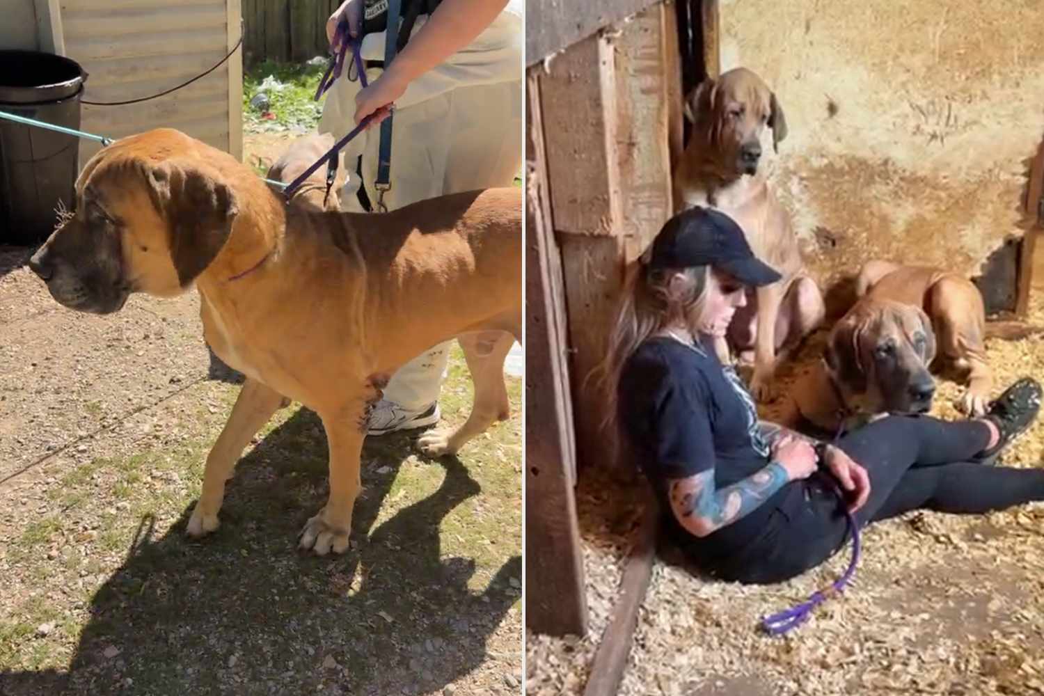 83 Great Danes, including over 35 puppies, rescued from a home breeder ...