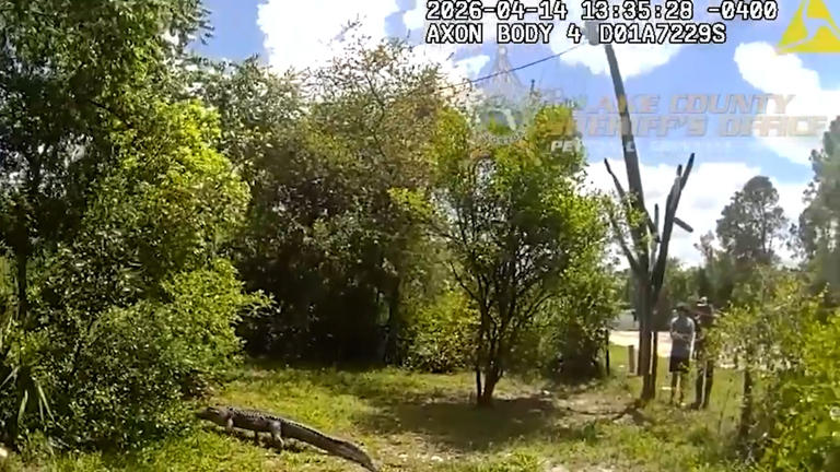 Video: Florida deputies capture alligator after reported sightings near ...