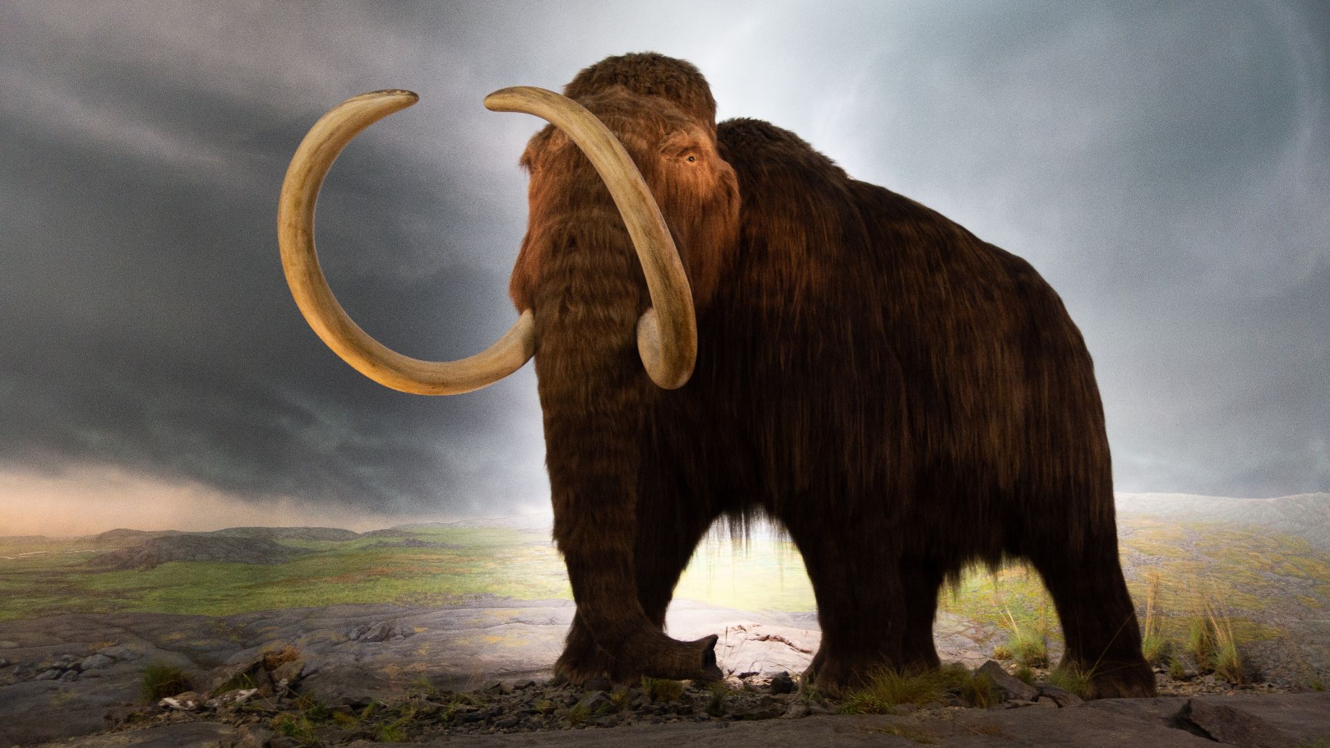 20 facts about the woolly mammoth
