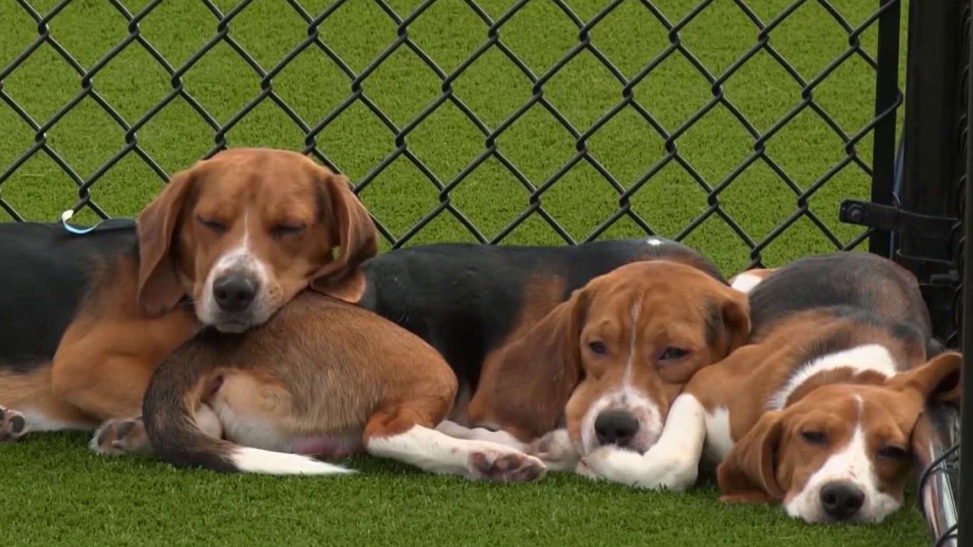 DeSantis signs bills to protect pets and create standards for dog breeding