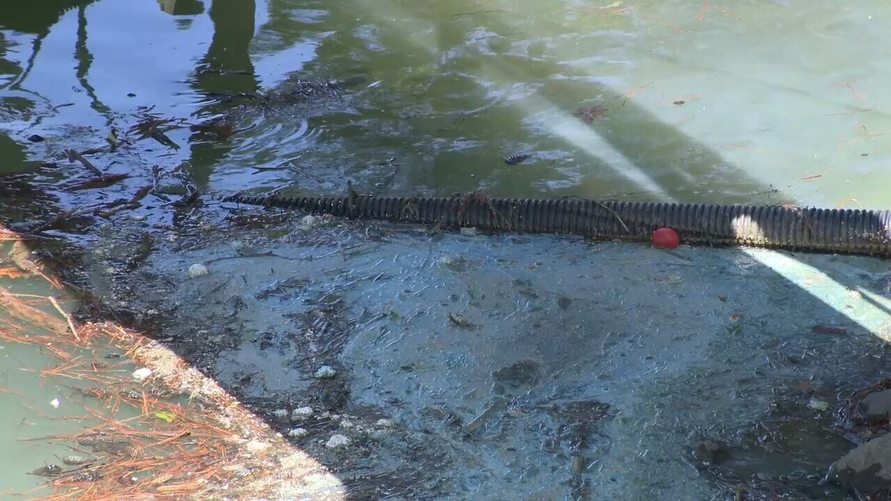 Toxic blue-green algae popping up in Georgia lake