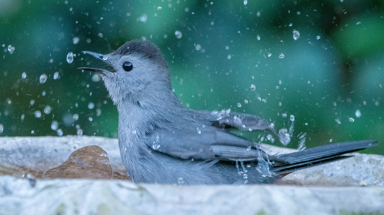 The $27 Amazon birdbath that doubles as gorgeous garden decor