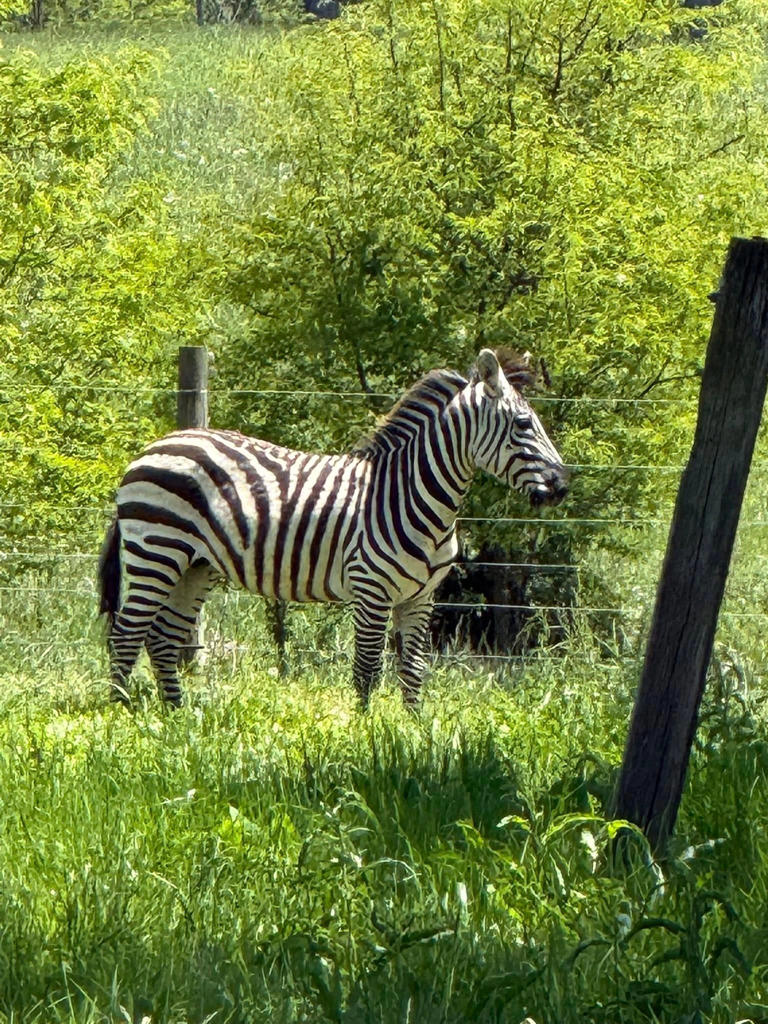 Licking County deputies capture striped-clad escapee Equus quagga, aka Zack