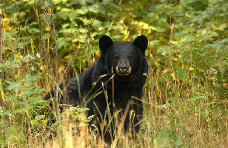 Black bear spotted in Flat Rock neighborhood, police urge caution