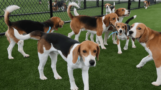 Gov. DeSantis signs 2 bills at Big Dog Ranch Rescue dedicated to ...