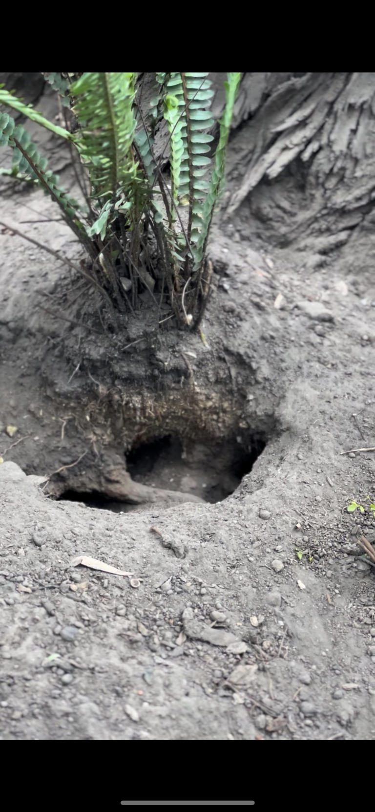 Quito: Plaga de ratas en la República de El Salvador ya suma 50 madrigueras