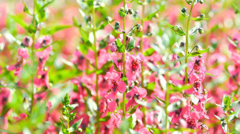 Add color to a summer garden with a drought-resistant flower ...